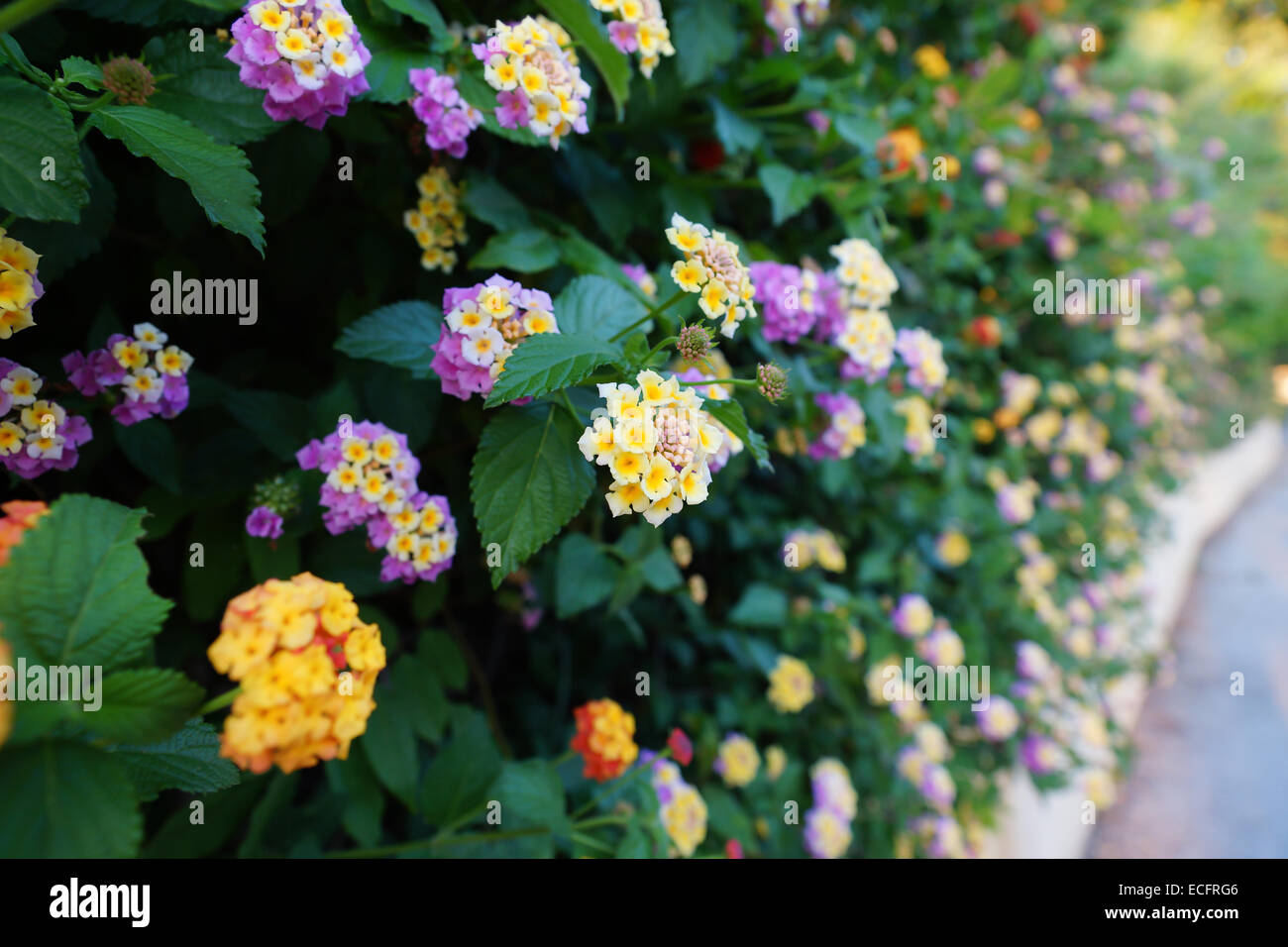 colourful wall flowers in corfu, greece Stock Photo - Alamy
