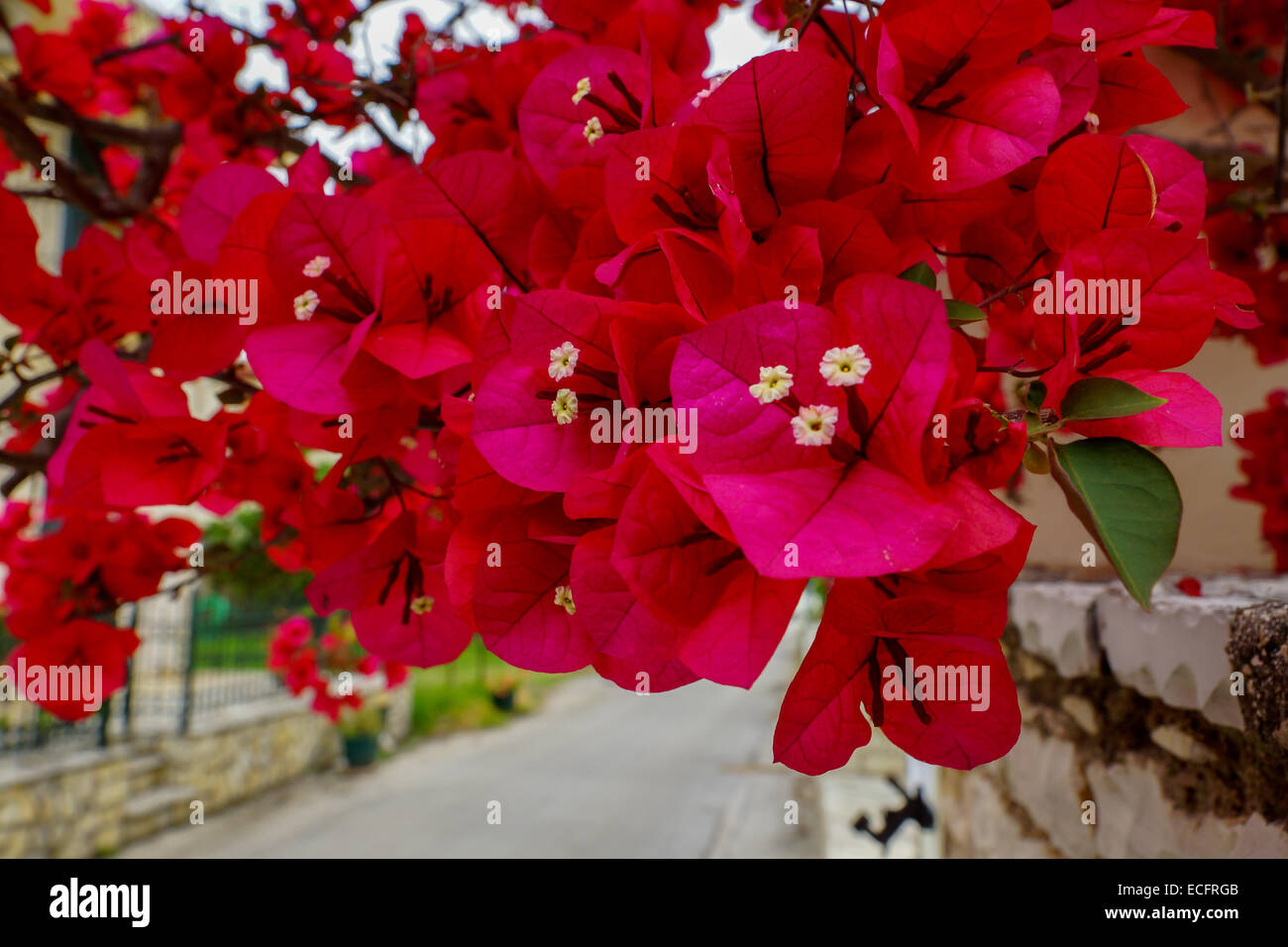 Bloom corfu hi-res stock photography and images - Alamy