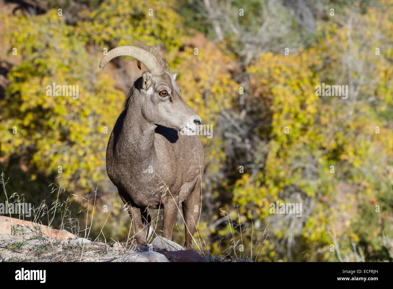 Sheep range desert national hi-res stock photography and images - Alamy