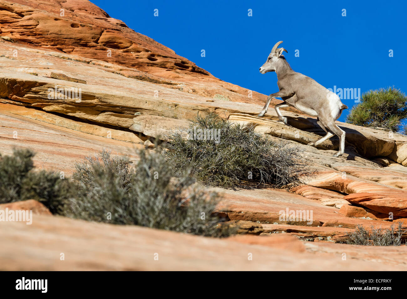 young big horn sheep climbing colorful sandstone cliffs in Zion NP ...