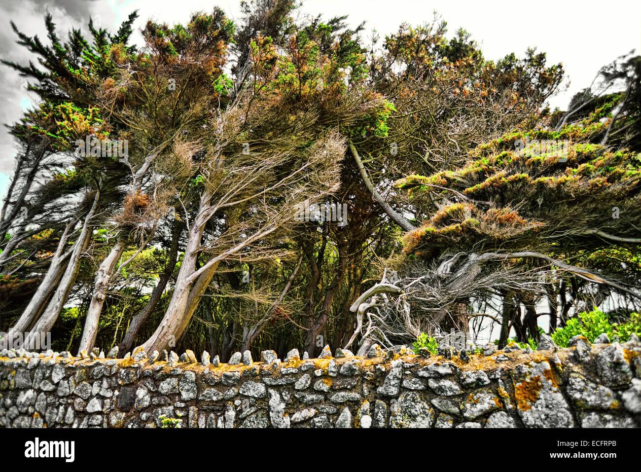 Bent trees in France Stock Photo - Alamy
