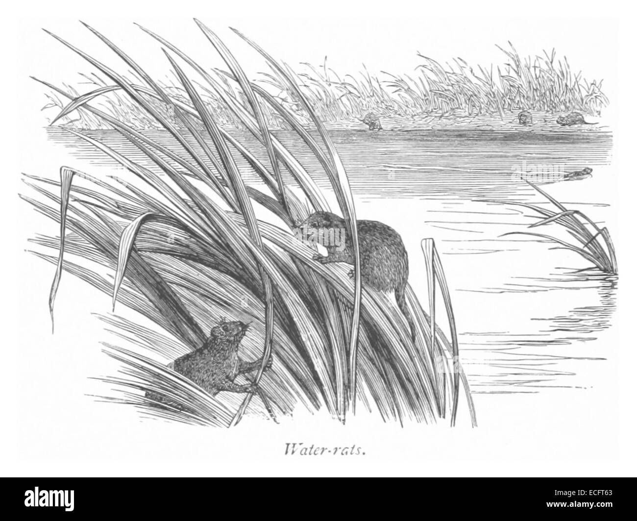 The 1875 sketch titled Water Rats focuses on the depiction of aquatic ...