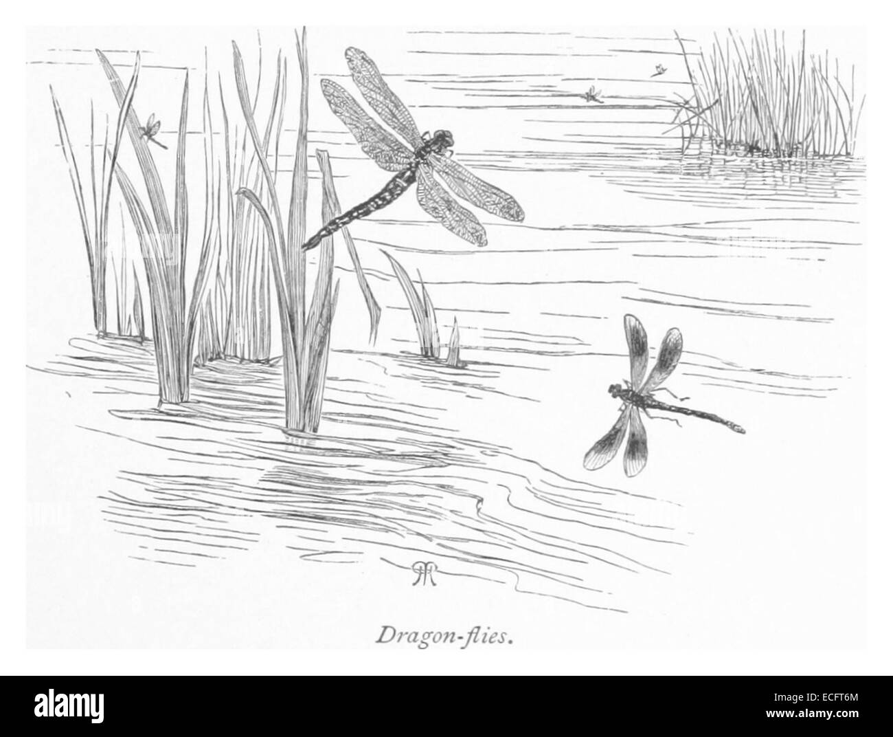 RO(1875) P121 DRAGON-FLIES Stock Photo - Alamy