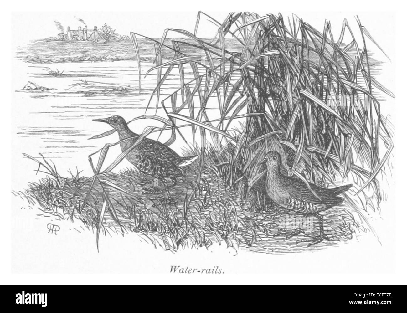 Water rails Cut Out Stock Images & Pictures - Alamy