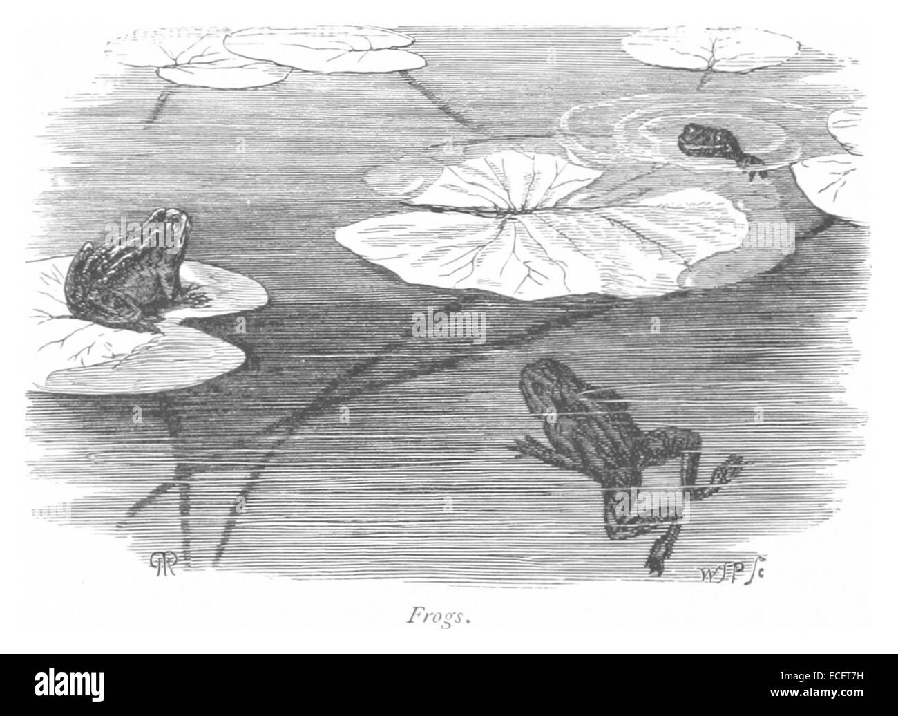 This 1875 illustration by RO depicts frogs, capturing these amphibians ...