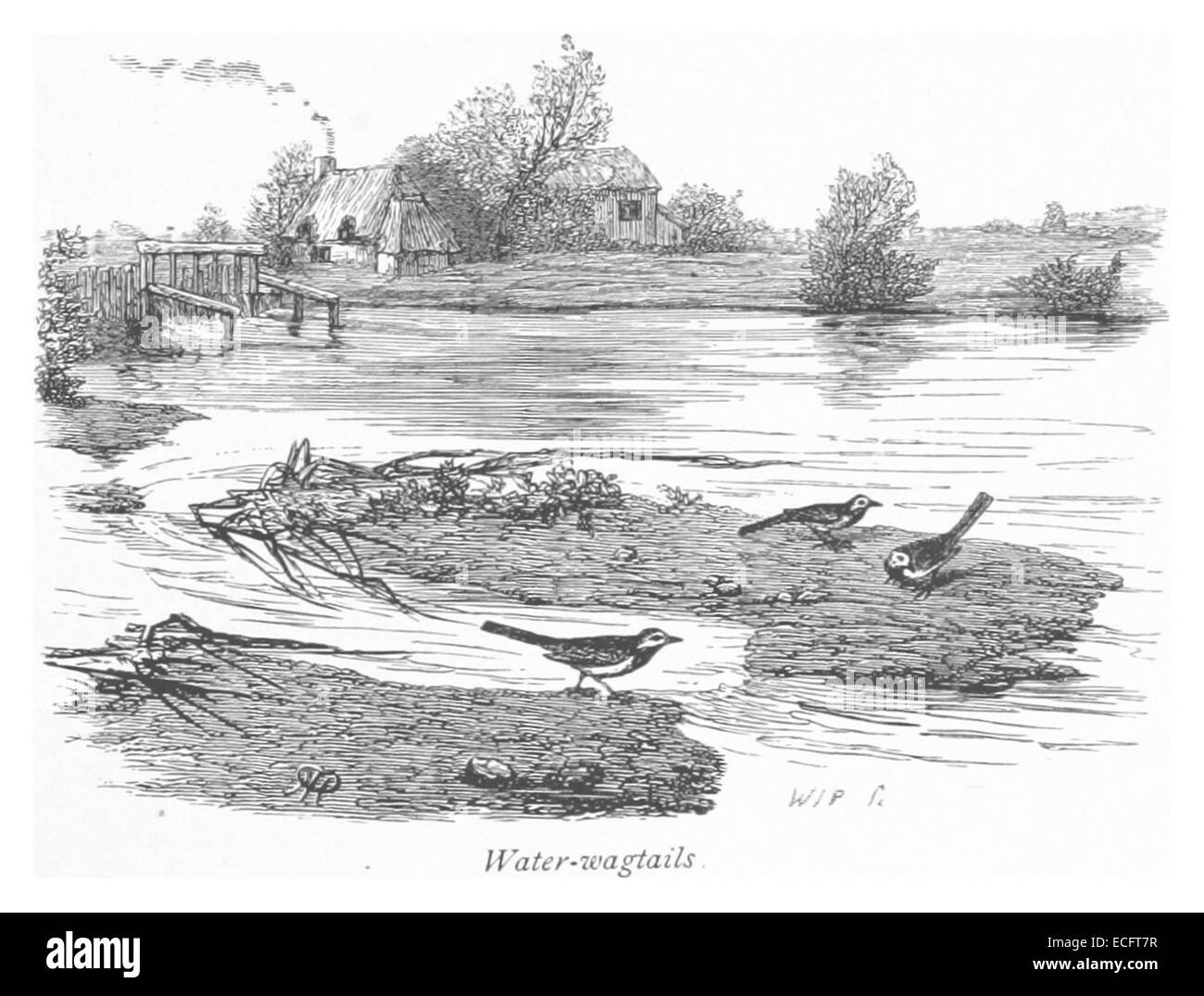 Bird behavior in water Cut Out Stock Images & Pictures - Alamy