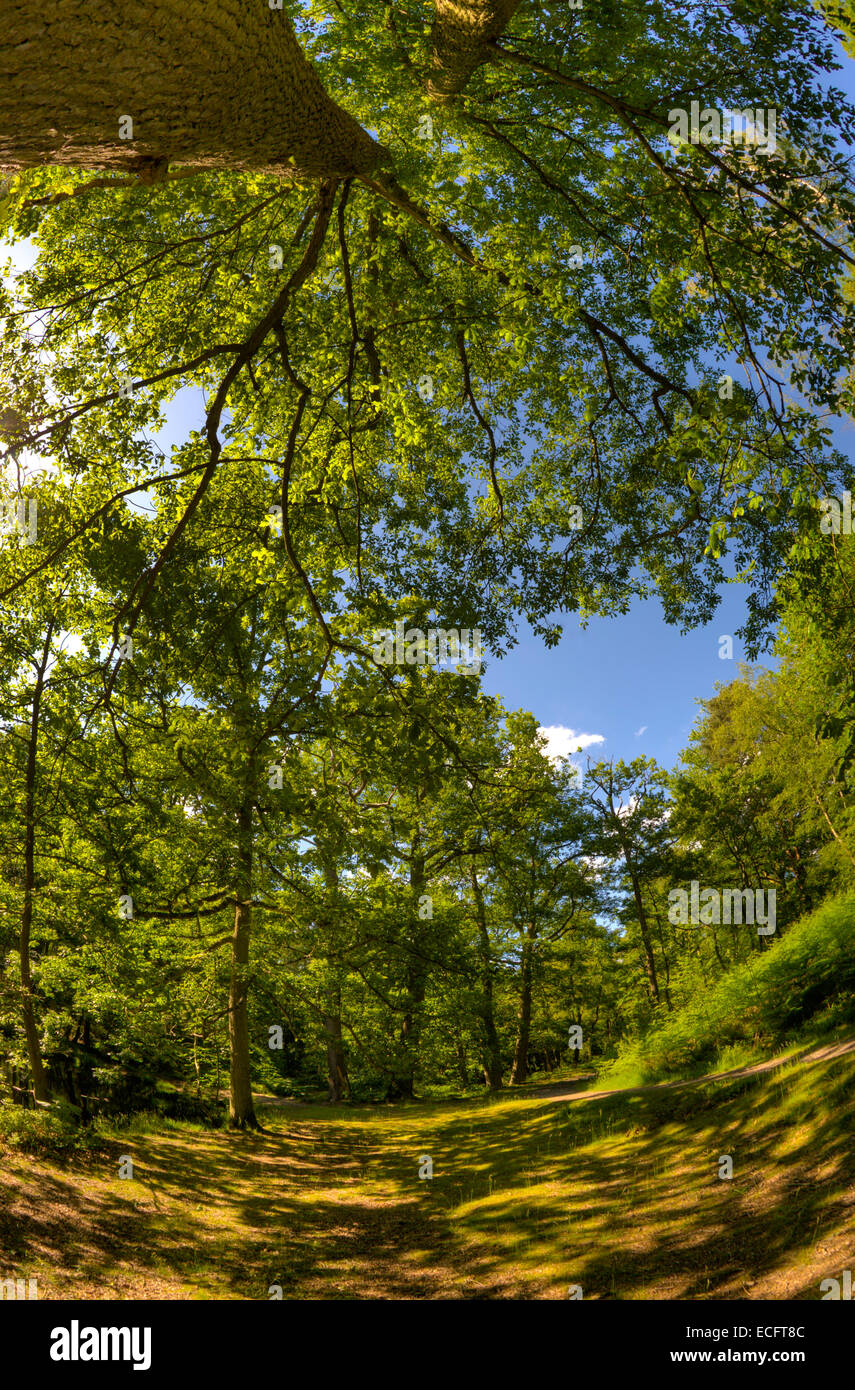 Trees and path through woodlands on a summer day with blue sky and ...