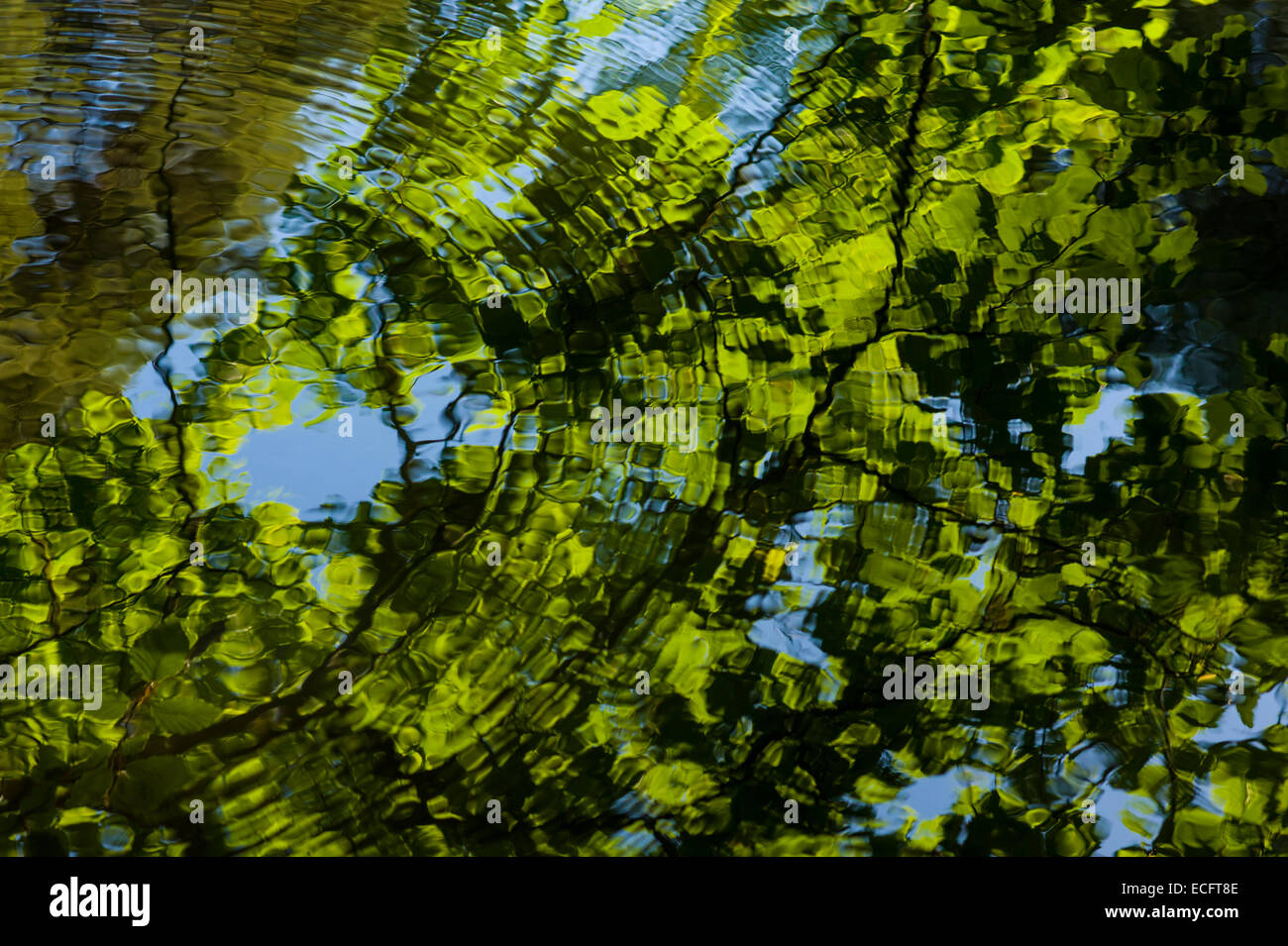 leaves and blue sky reflected in water ripples on a pond Stock Photo ...