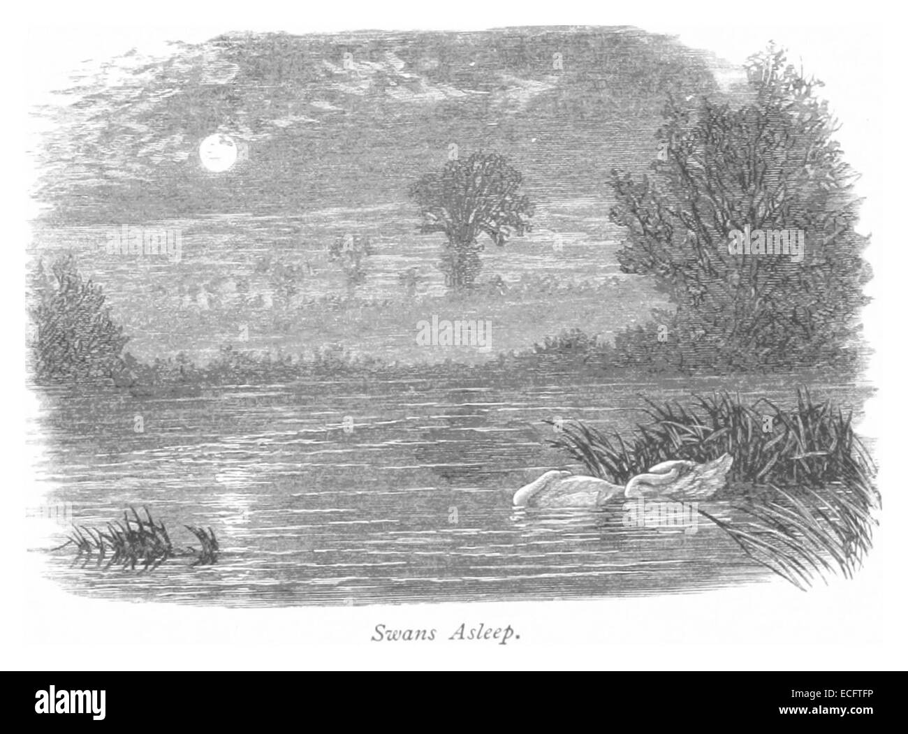 This 1875 artwork by Ro depicts swans in a serene, restful state ...
