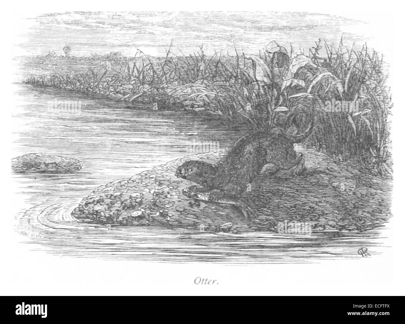 Map of otter hi-res stock photography and images - Alamy