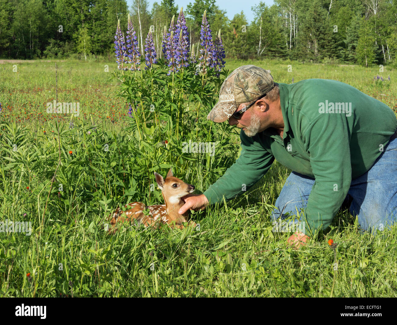 Man and fawn, vicinity of Sandstone, Minnesota, USA Stock Photo - Alamy