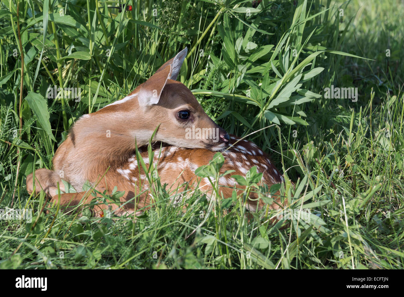 Fawn resting its chin on its back, vicinity of Sandstone, Minnesota ...