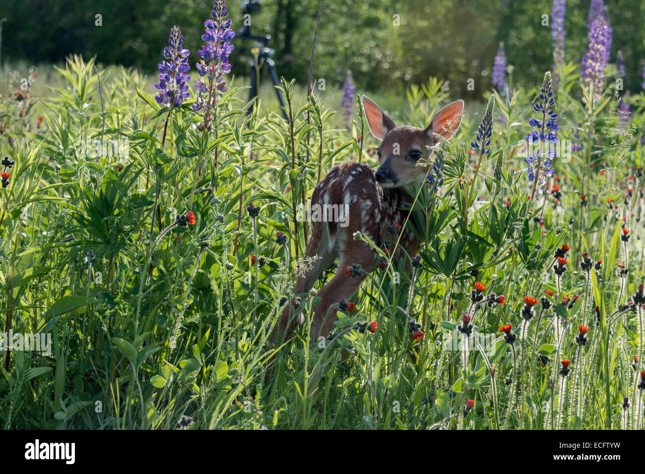 Backlit fawn looking over its back in a wildflower meadow, vicinity of ...