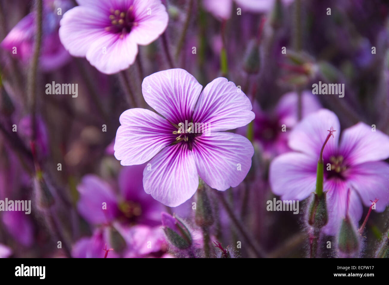 A cluster of small purple flowers, photographed at the Eden Project in ...