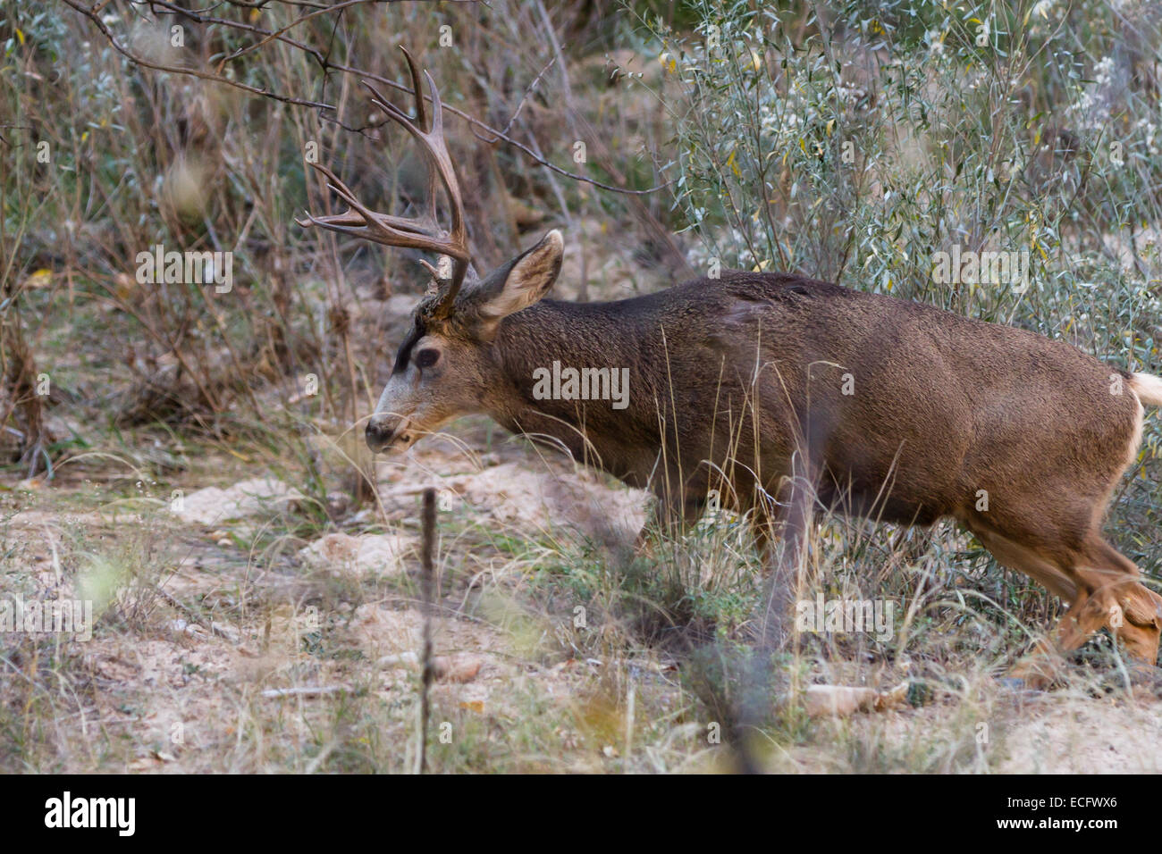 adult male mule deer with a nice rack walking on the fields of Zion NP ...