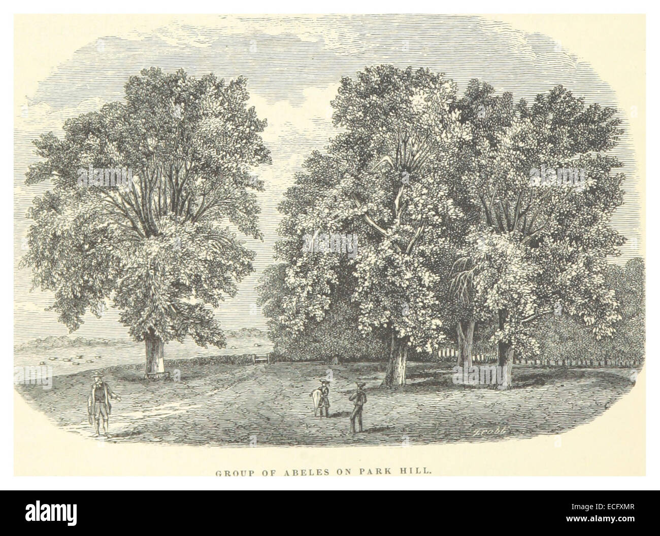 Abeles High Resolution Stock Photography and Images - Alamy