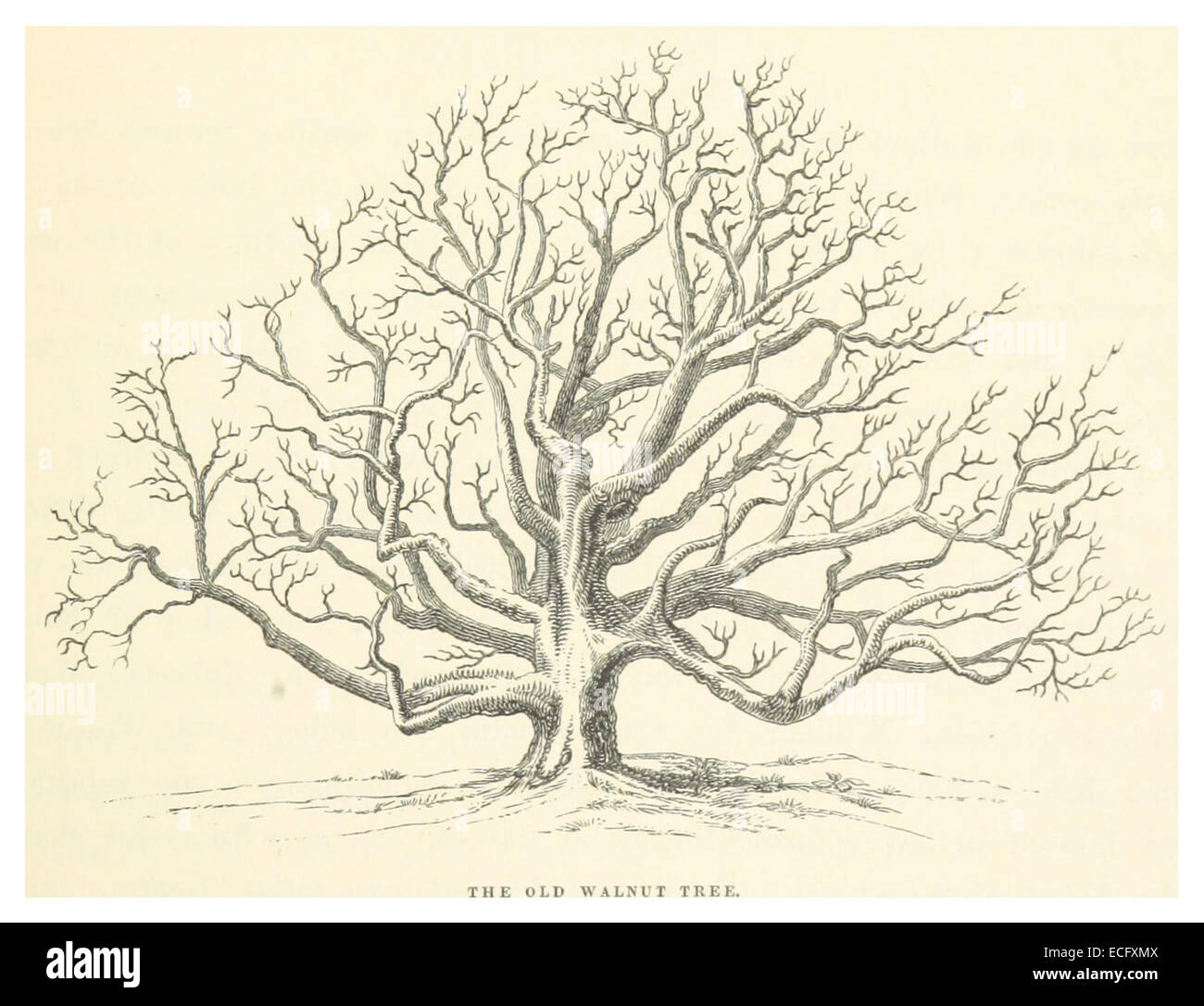 SMYTH(1851) 1.061 The old Walnut-tree Stock Photo - Alamy