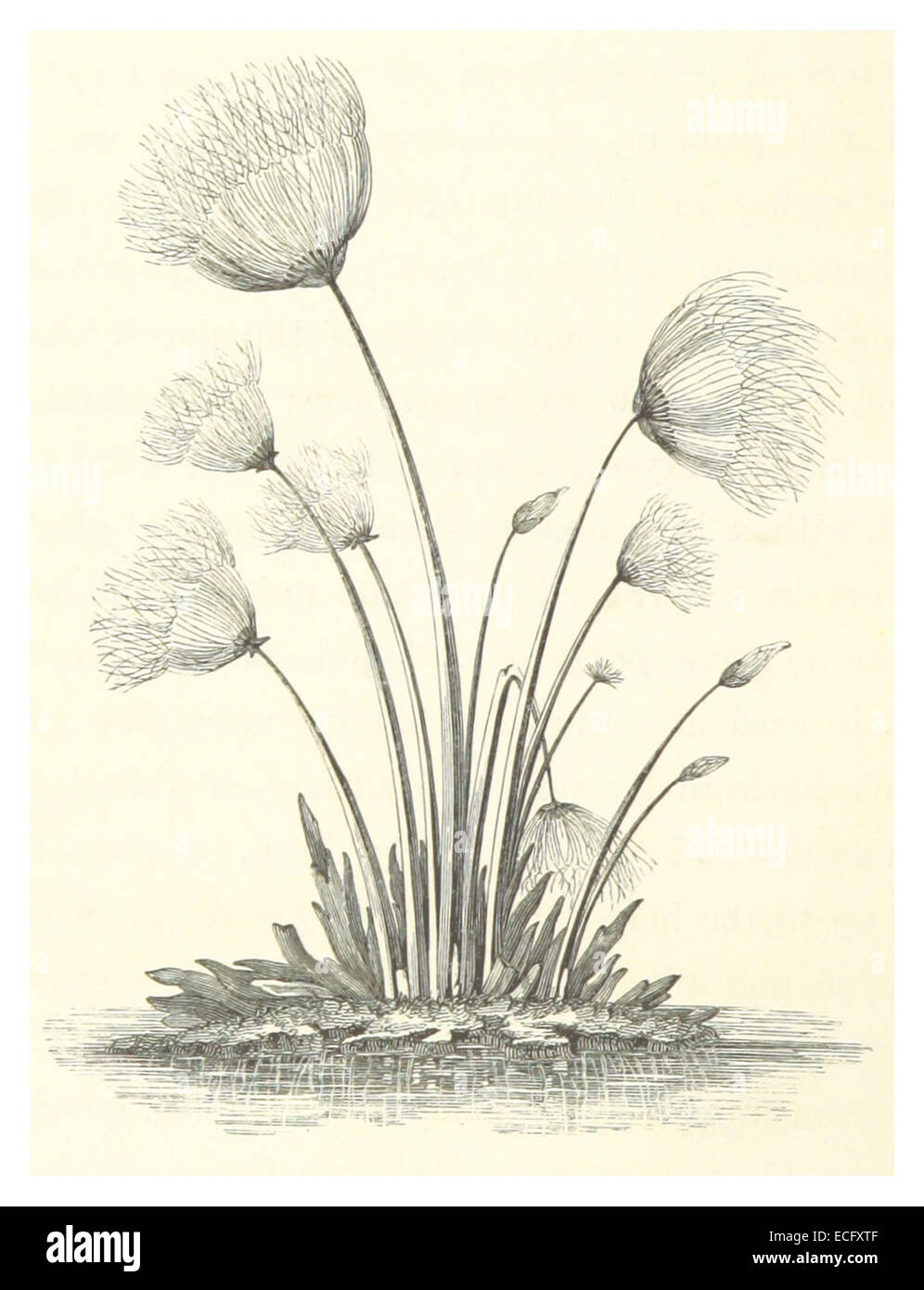 This 1851 illustration by Smyth depicts the papyrus plant, known for ...