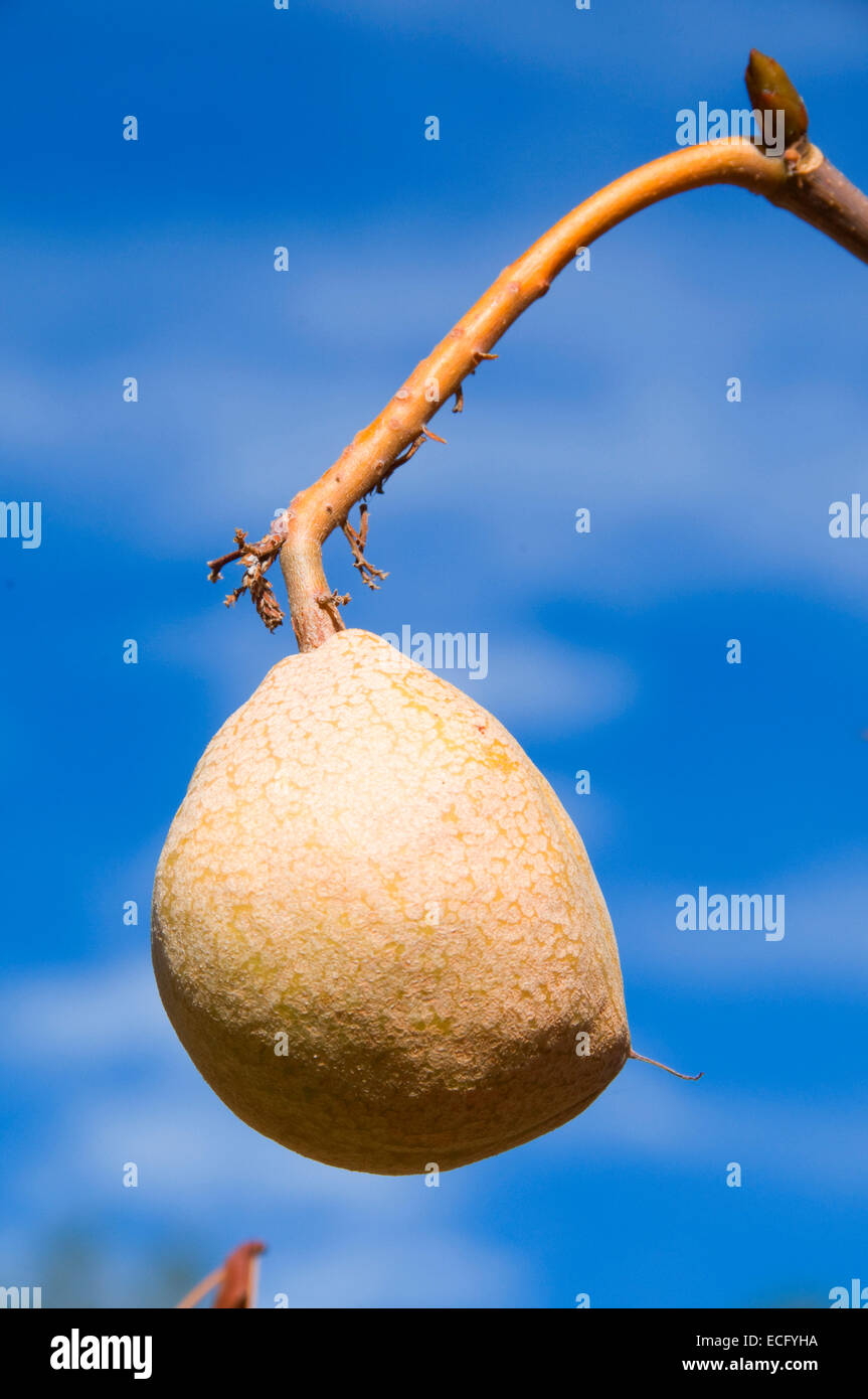California buckeye, Sierra National Forest, California Stock Photo - Alamy