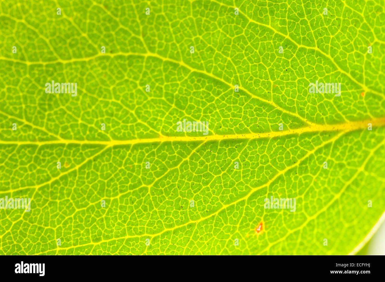 Manzanita leaf, Sierra Vista National Scenic Byway, Sierra National ...