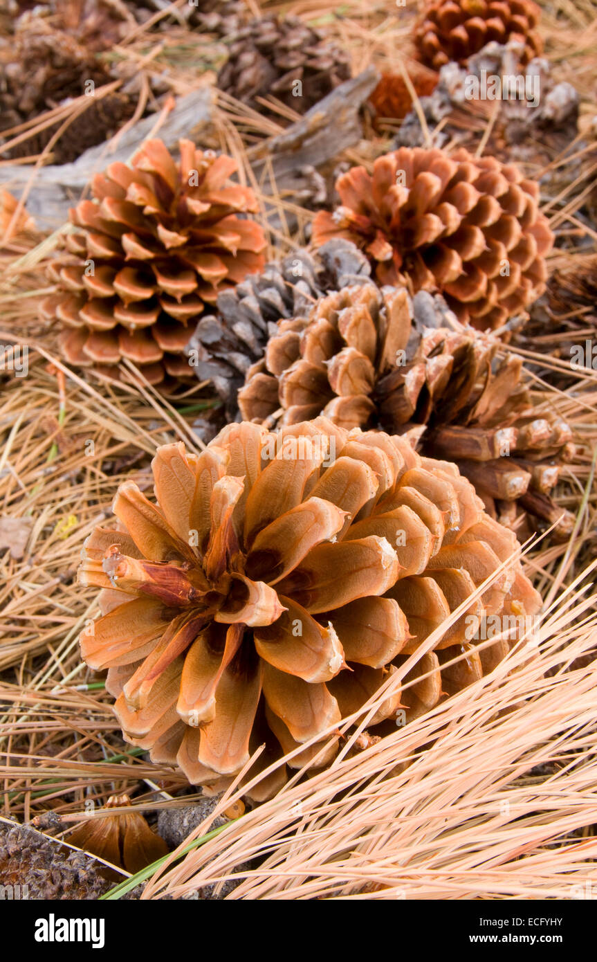Ponderosa pine cones, Sierra Vista National Scenic Byway, Sierra ...