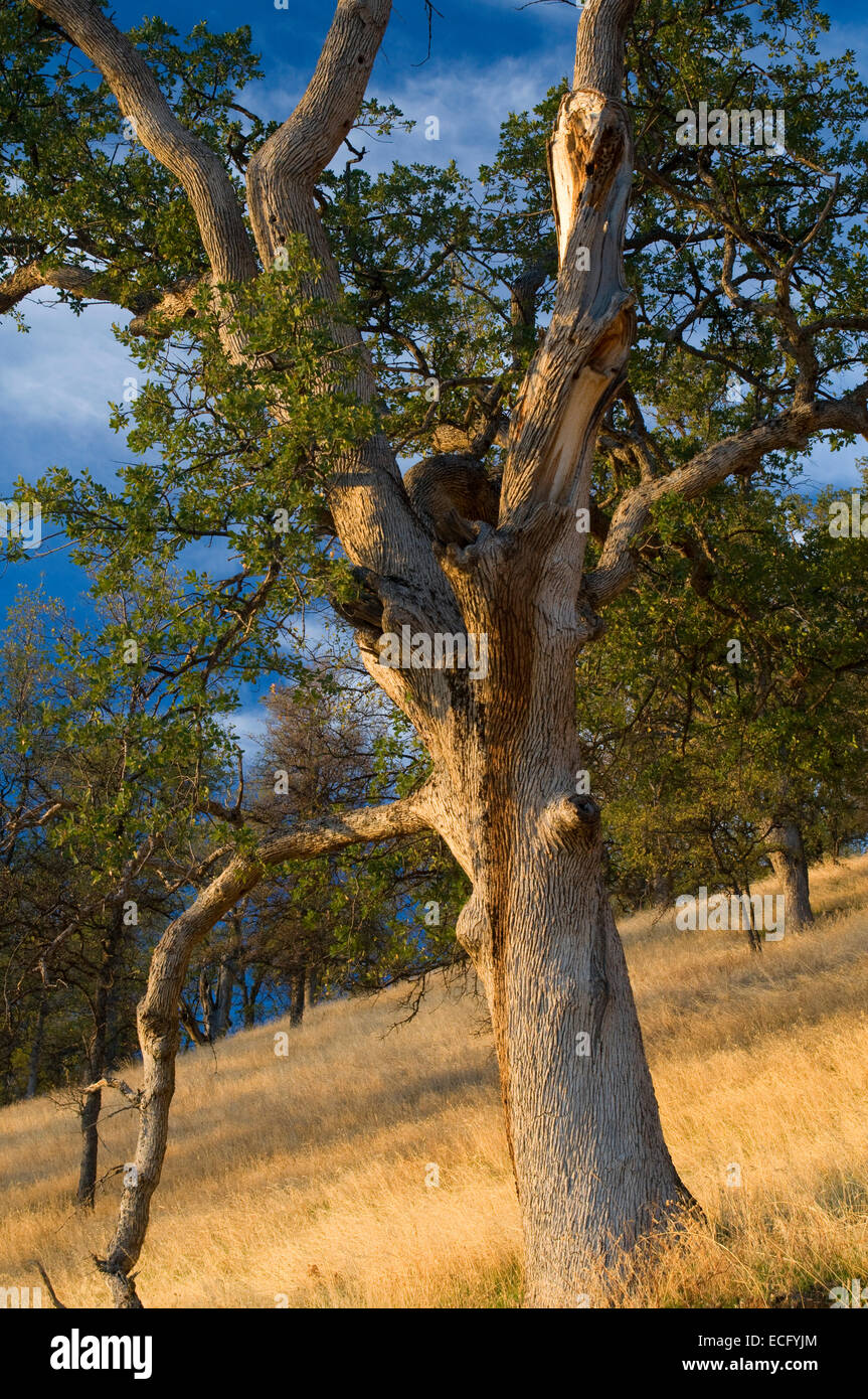 Oak, Sierra Vista National Scenic Byway, Sierra National Forest ...