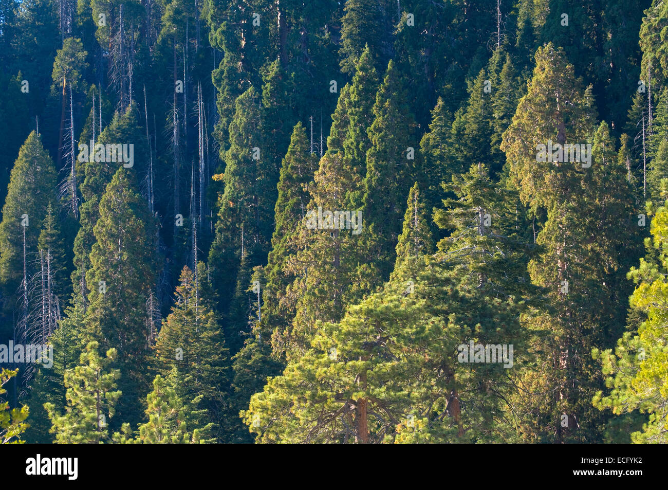 Forest view from Buck Rock Lookout, Sequoia National Monument ...