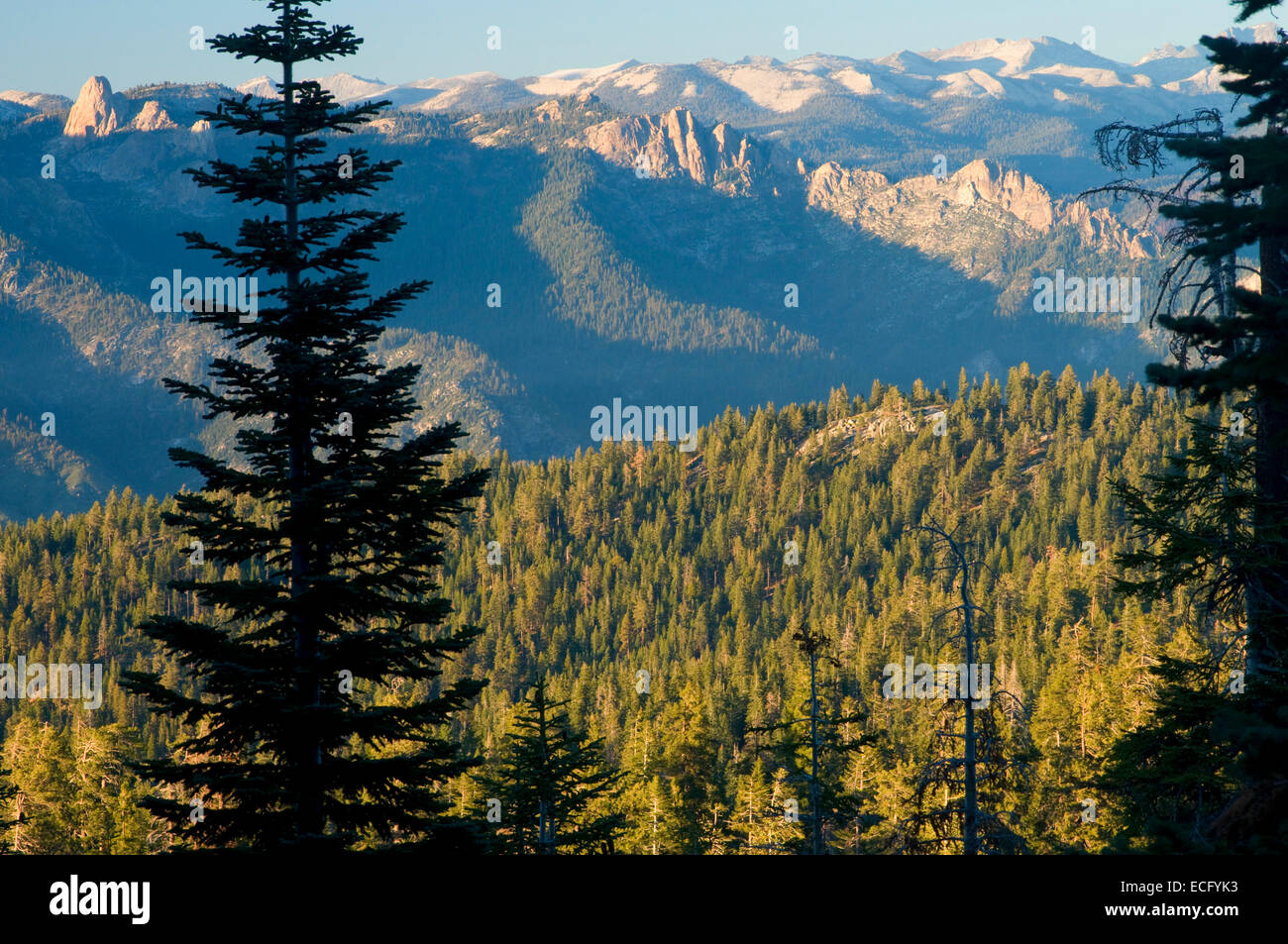 Forest view from ridge at Buck Rock Lookout, Sequoia National Monument ...