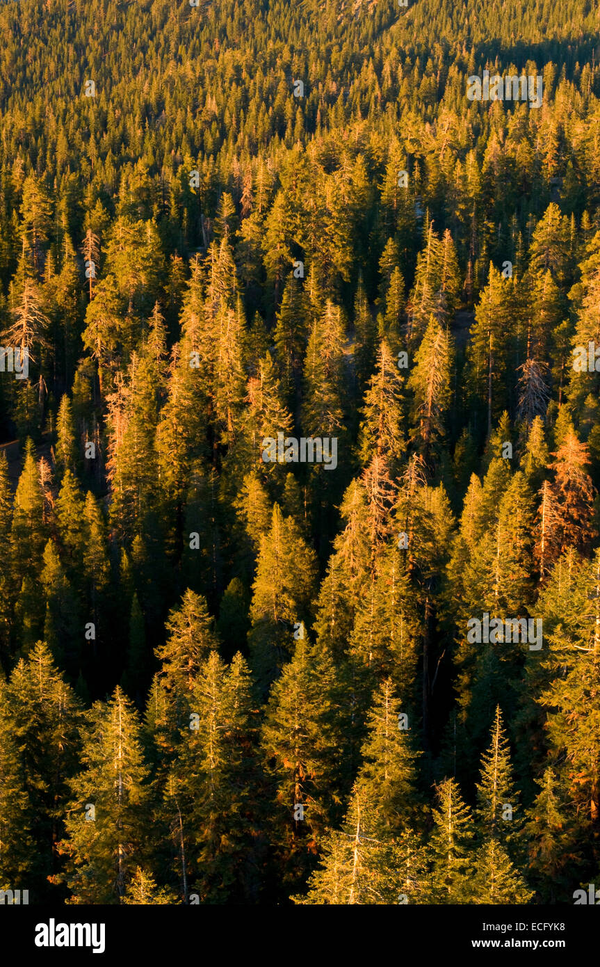 Forest view from Buck Rock Lookout, Sequoia National Monument ...