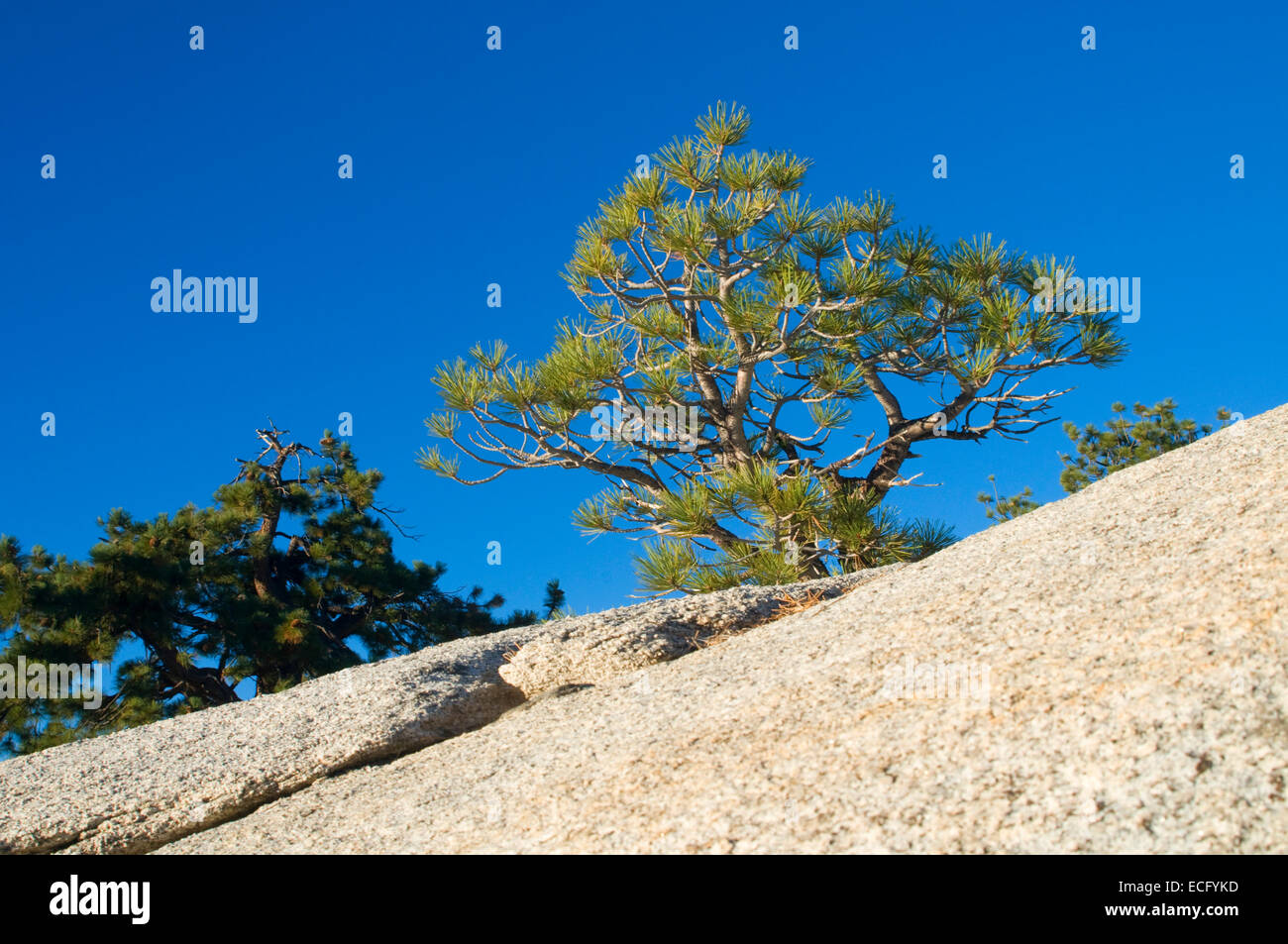 Granite dome on ridge at Buck Rock Lookout, Sequoia National Monument ...