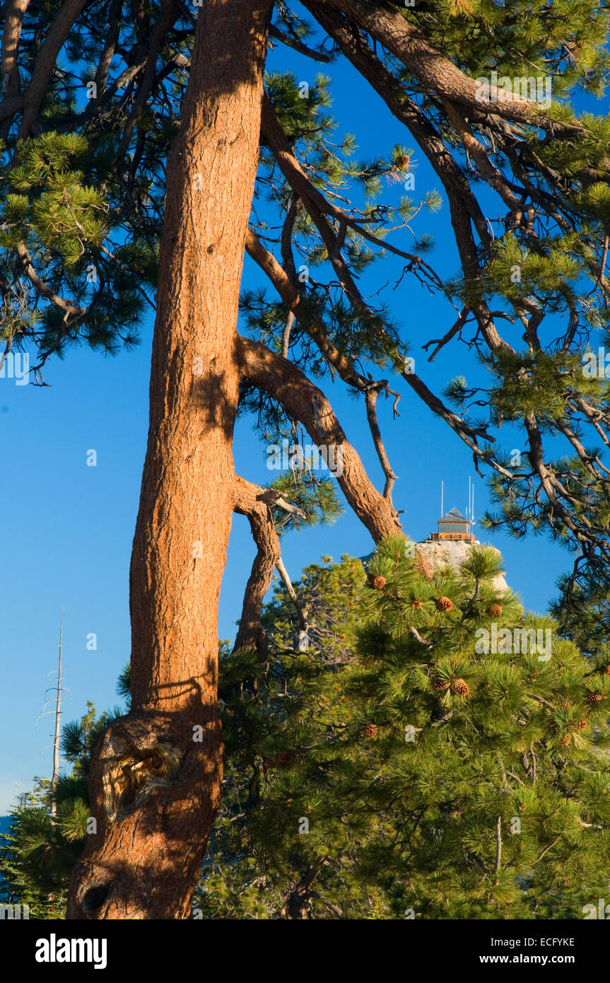 Buck Rock Lookout with Jeffrey pine (Pinus jeffreyi), Sequoia National ...