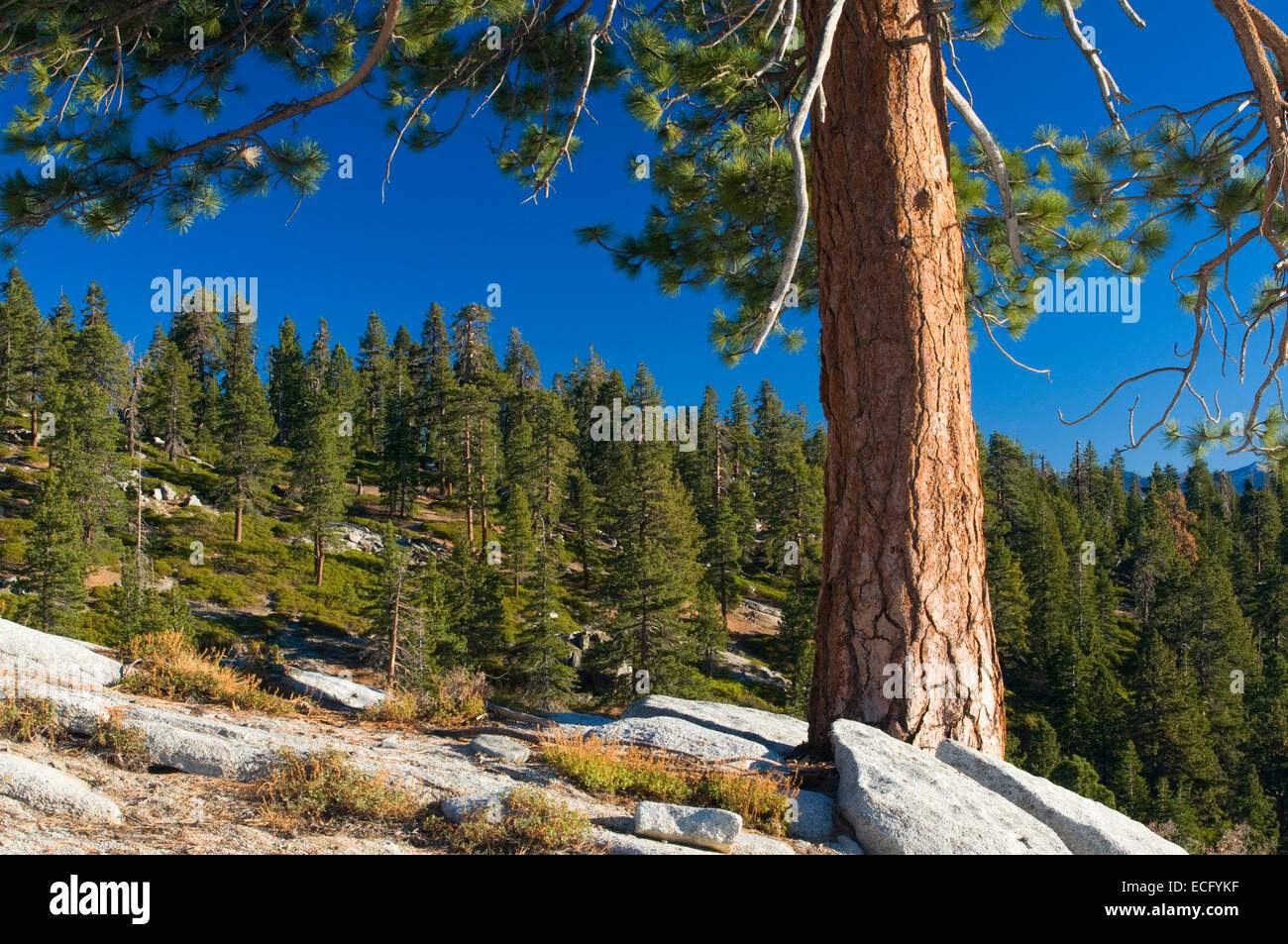 Granite dome with pine on ridge at Buck Rock Lookout, Sequoia National ...