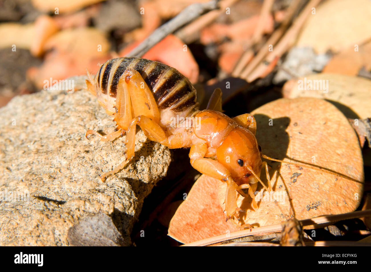 Stenopelmatus fuscus hi-res stock photography and images - Alamy