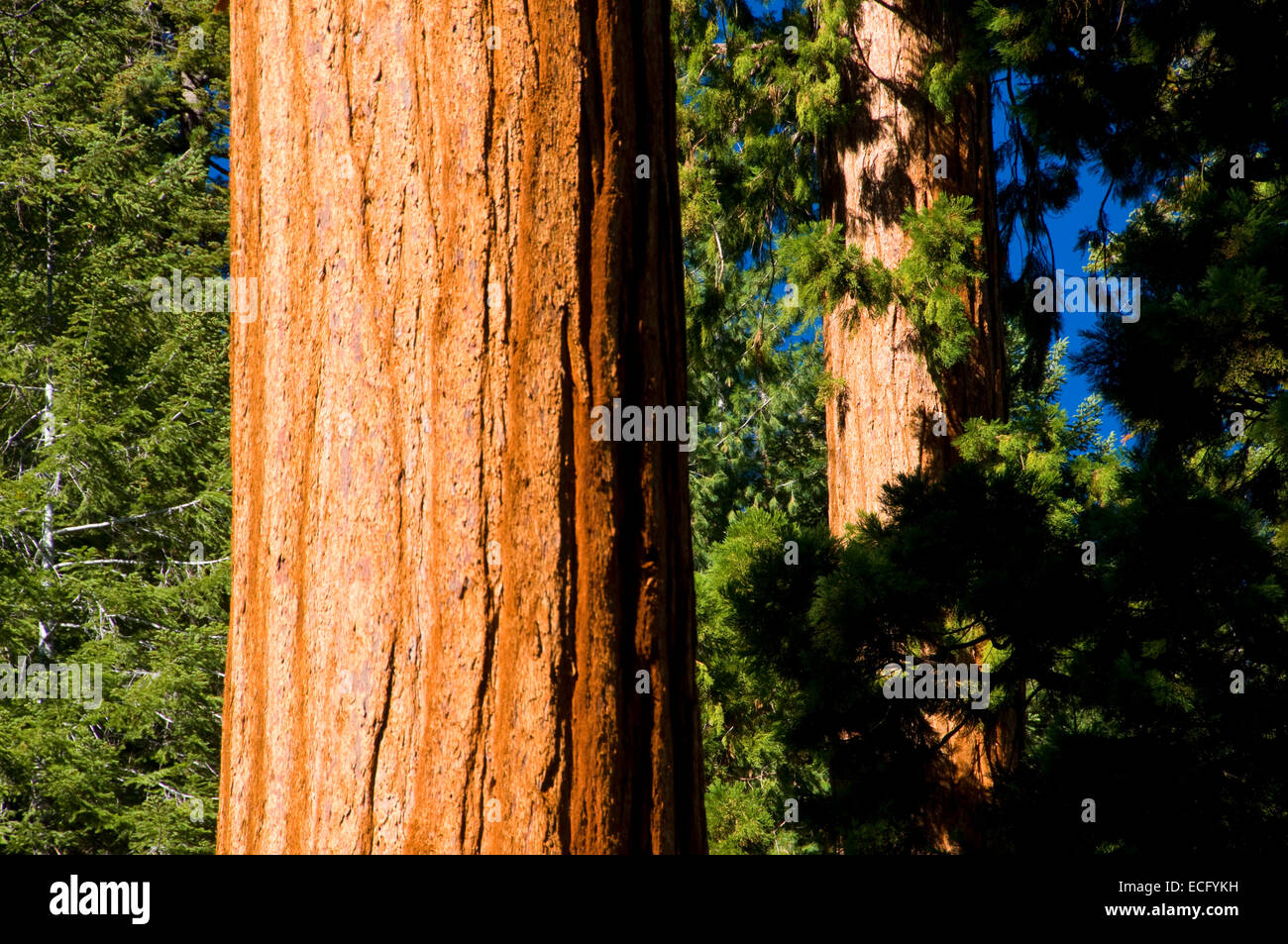 Sequoias (Sequoia sempervirens) at Bearskin Grove, Sequoia National ...