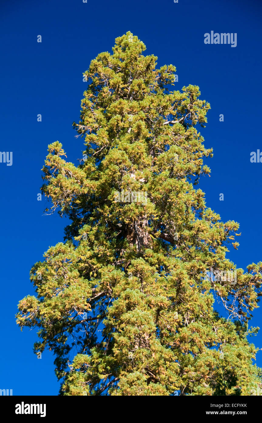 Sequoias (Sequoia sempervirens) at Bearskin Grove, Sequoia National ...