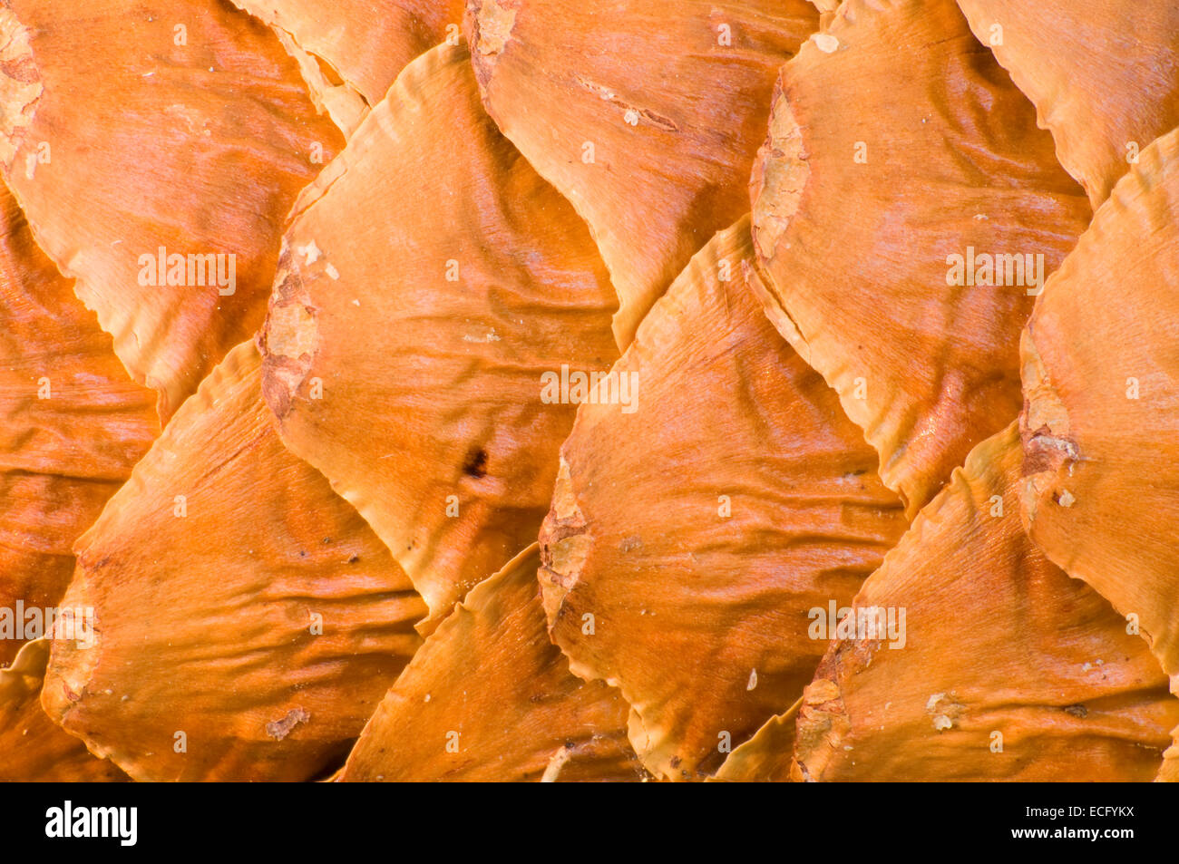 Sequoia pine cone hi-res stock photography and images - Alamy