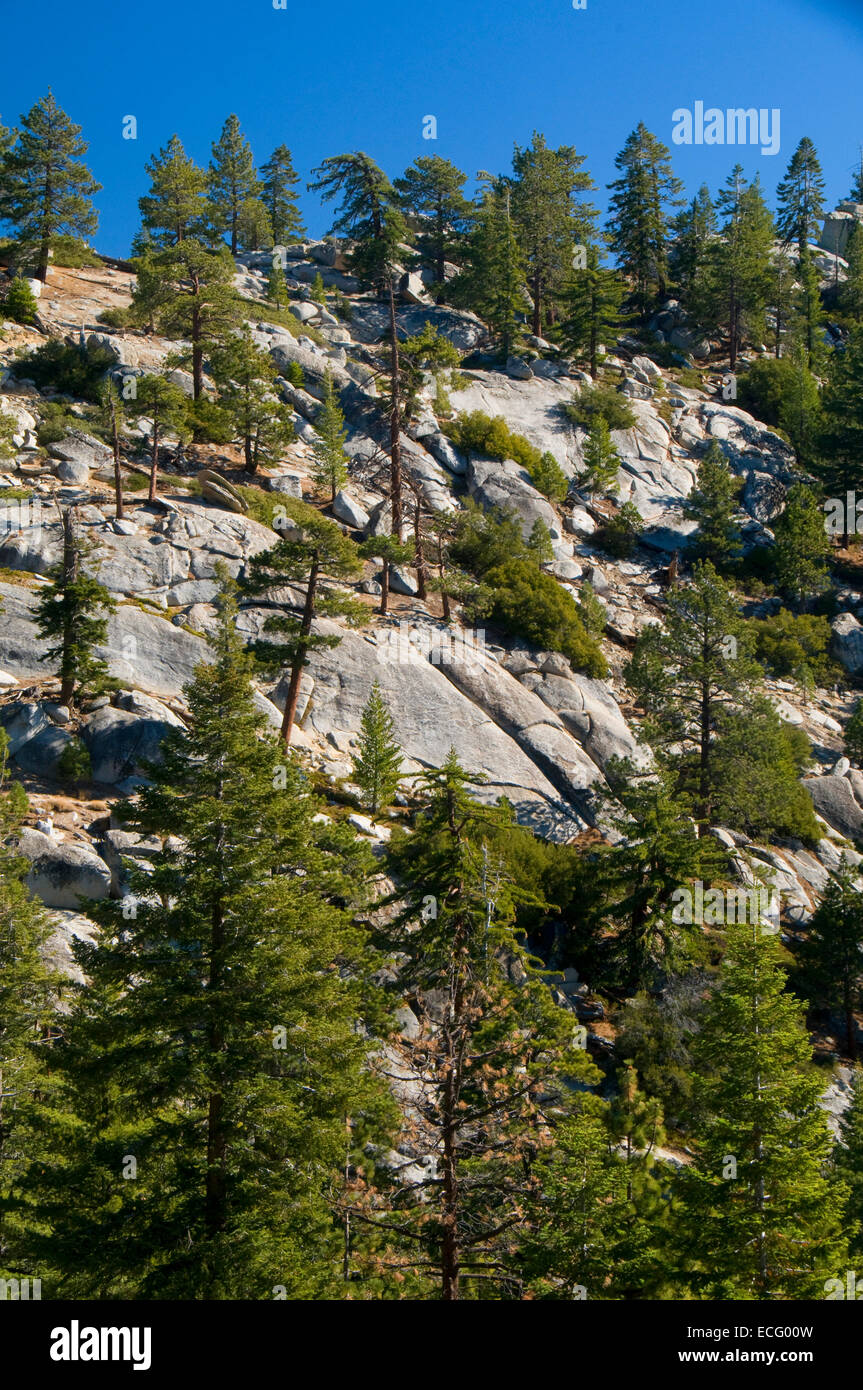 Forest slope from The Needles Lookout Trail, Sequoia National Monument ...