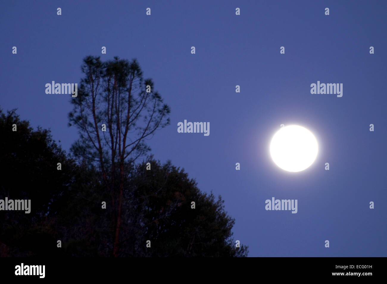 Moonrise over canyon slope with gray pine, Kern Wild and Scenic River ...
