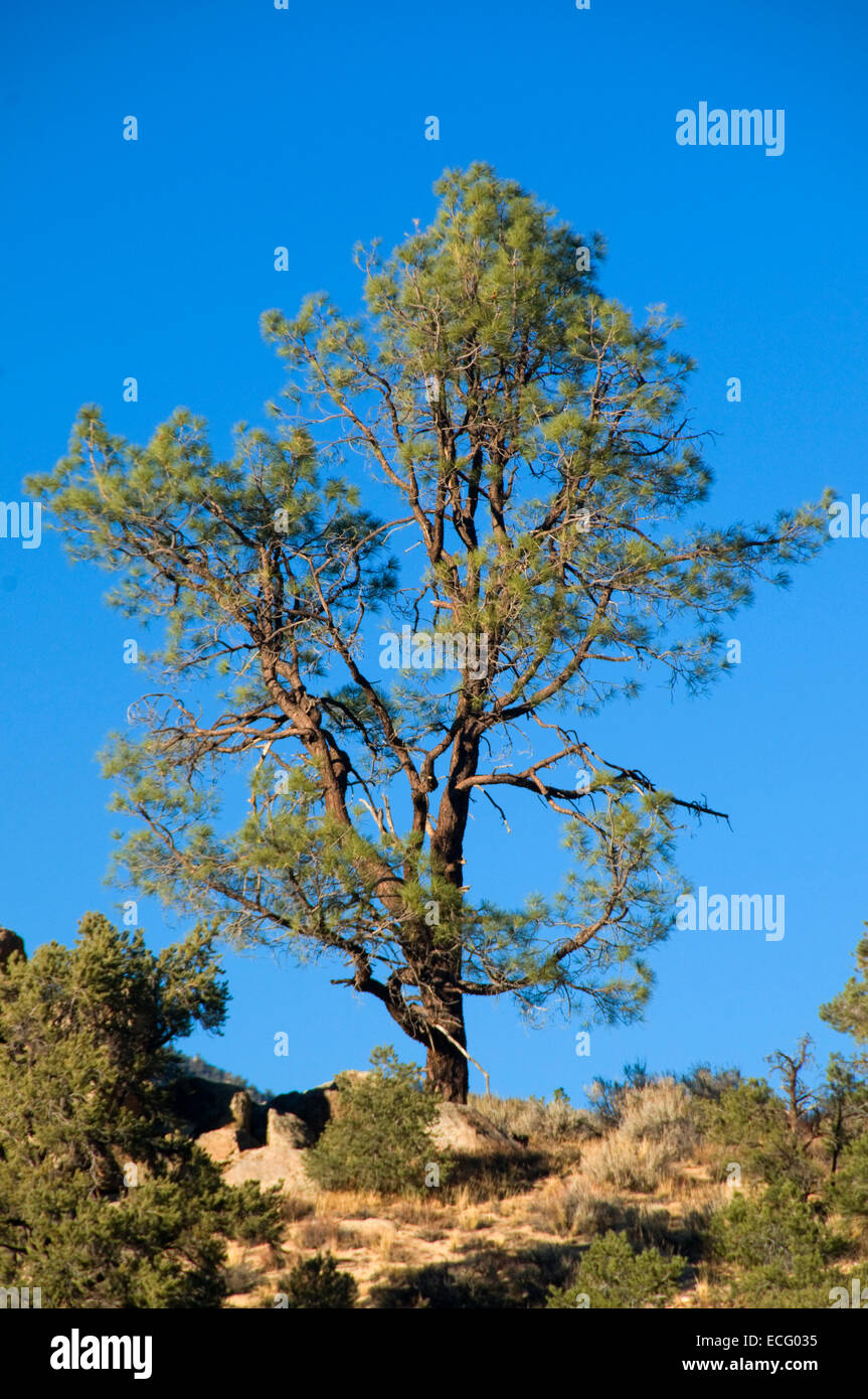 Chimney peak national backcountry byway hi-res stock photography and ...