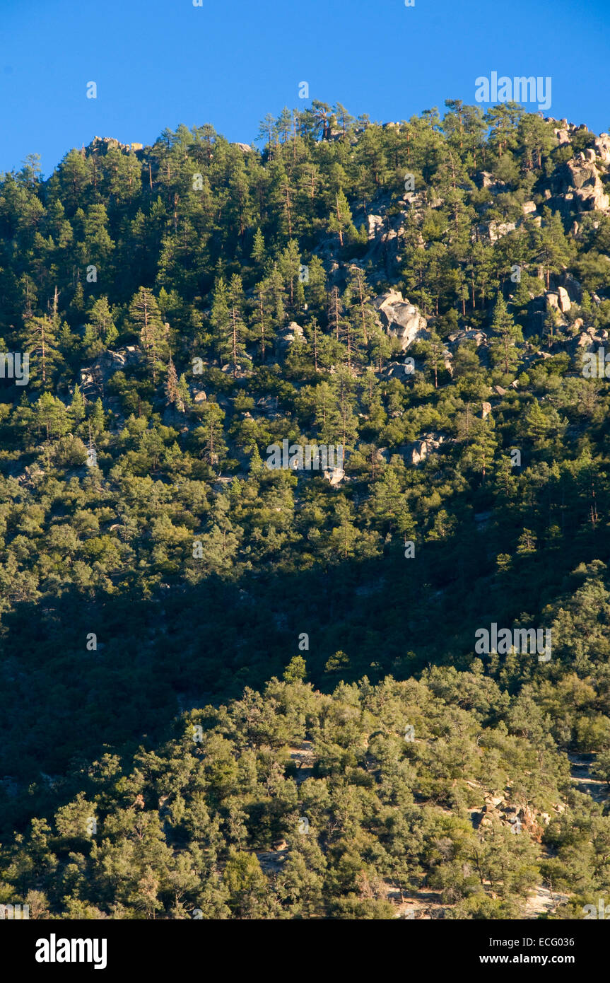 Pine slope, Owens Peak Wilderness, Chimney Peak National Backcountry ...