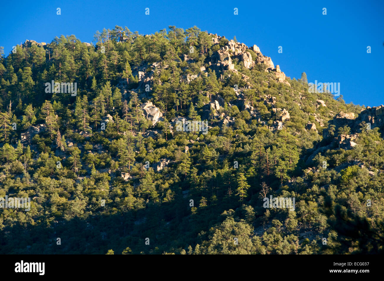 Pine slope, Owens Peak Wilderness, Chimney Peak National Backcountry ...