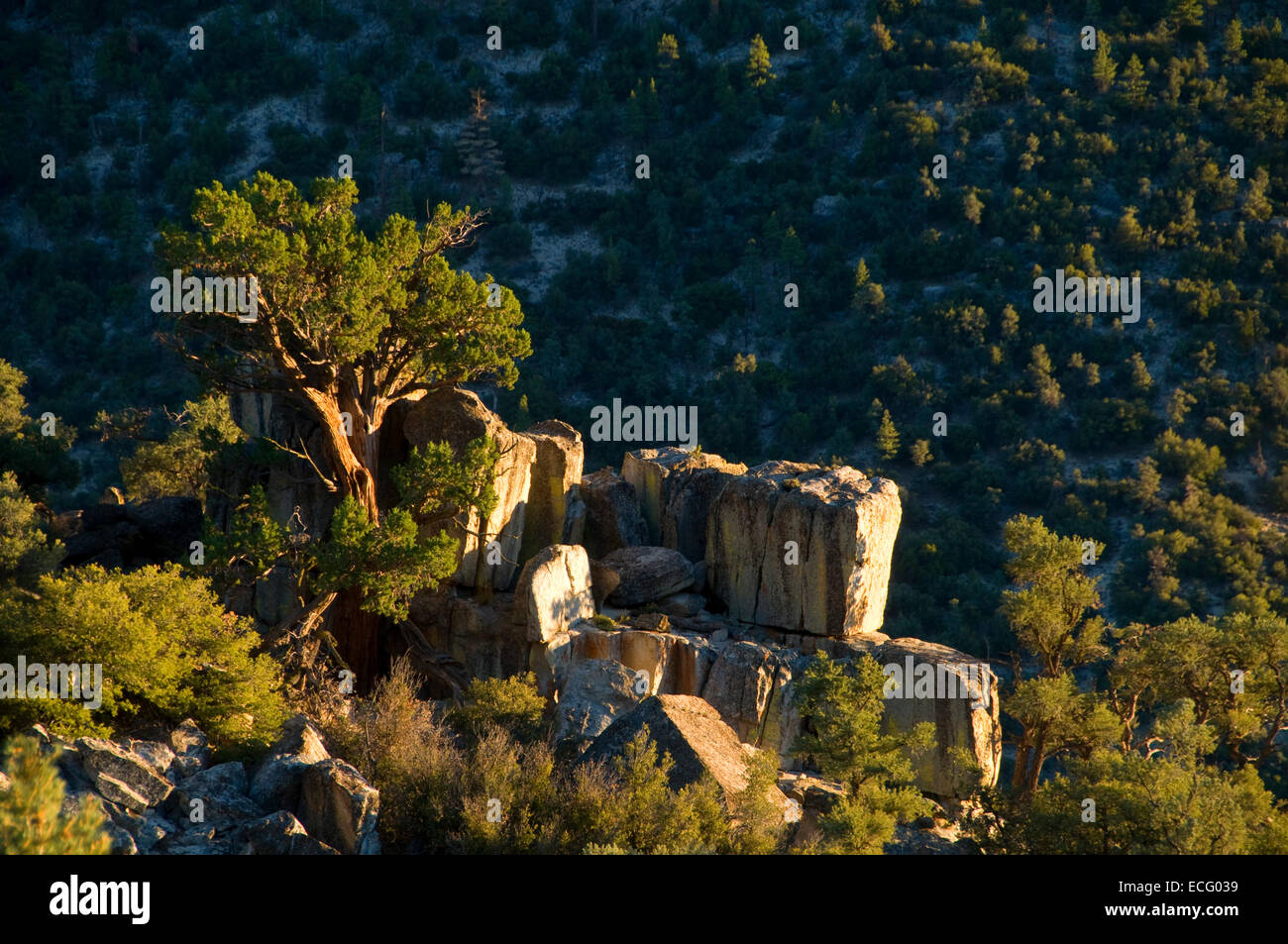 Juniper, Owens Peak Wilderness, Chimney Peak National Backcountry Byway ...
