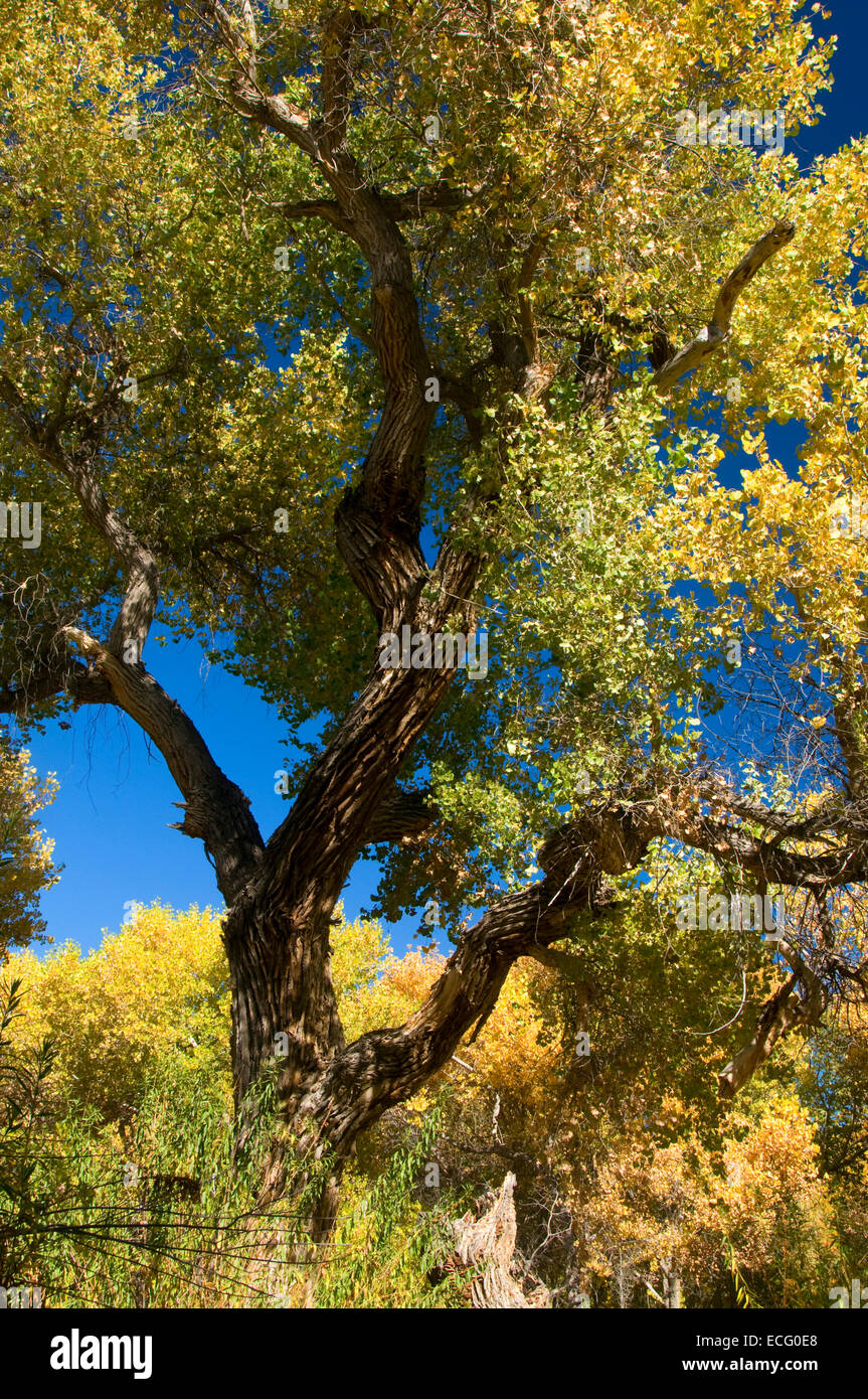 Cottonwood california hi-res stock photography and images - Alamy