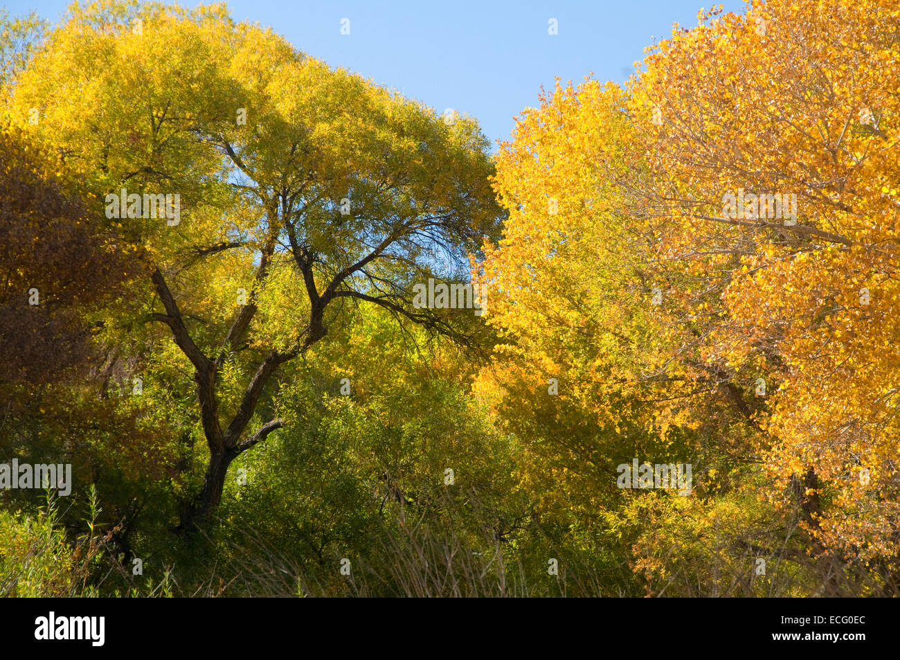 Riparian Cottonwood Forest High Resolution Stock Photography and Images ...