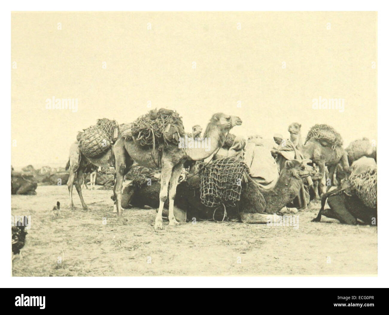 Old illustration of camels hi-res stock photography and images - Alamy