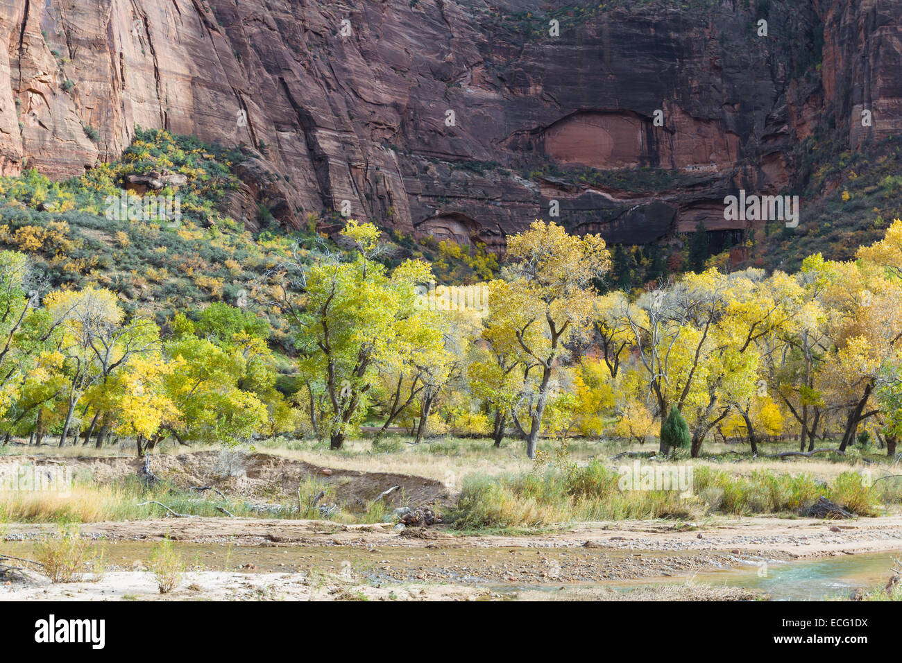 dramatic autumn landscape in Zion National Park with large sandstone ...