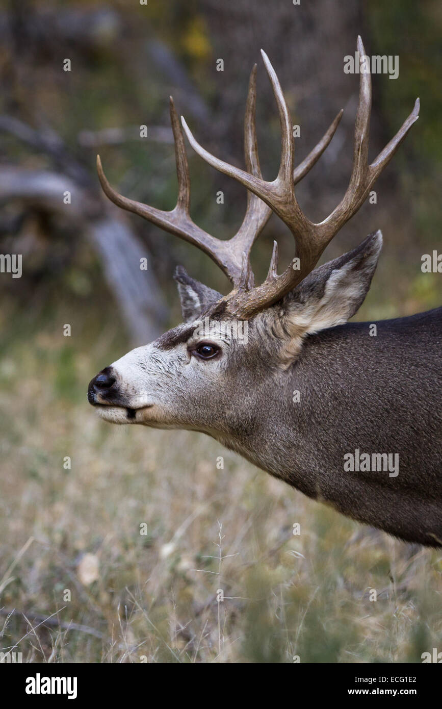 adult male mule deer with a nice rack in Zion NP Utah Stock Photo - Alamy