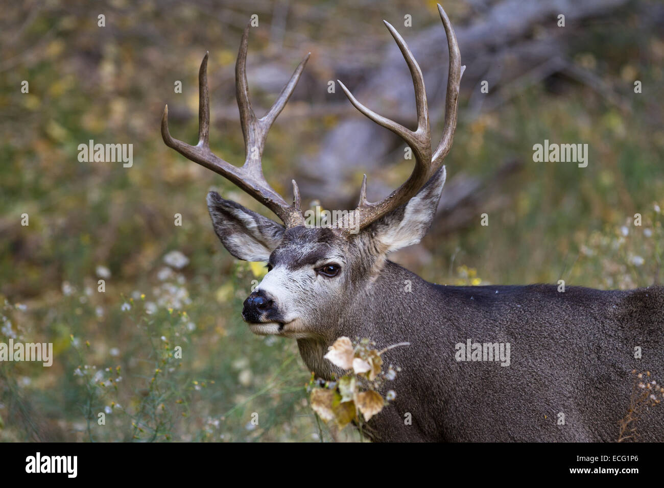 Nice rack hi-res stock photography and images - Alamy