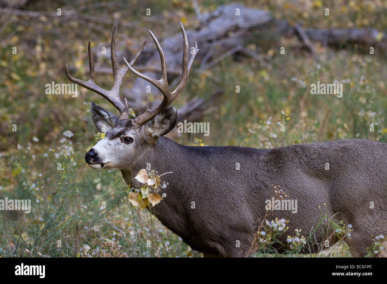 adult male mule deer with a nice rack in Zion NP Utah Stock Photo - Alamy