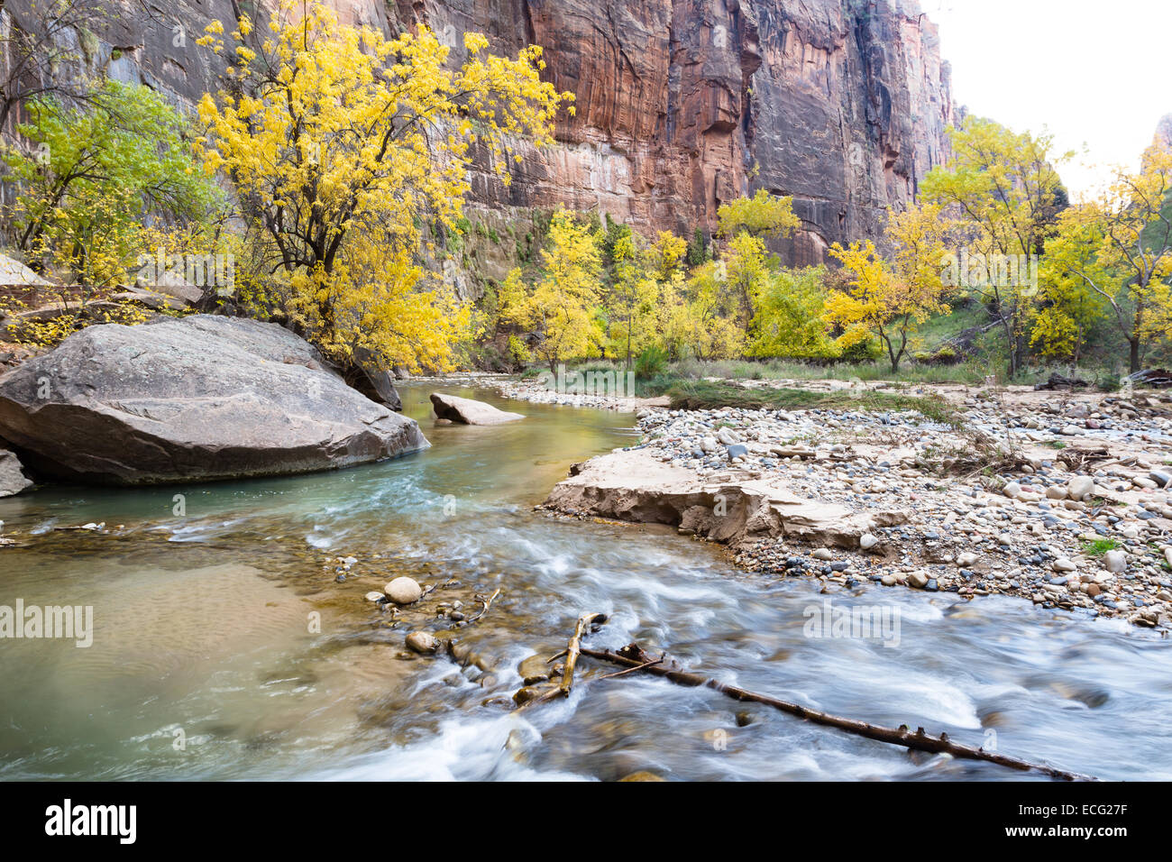 autumn in Zion NP. view of the Virgin river with colorful changing ...